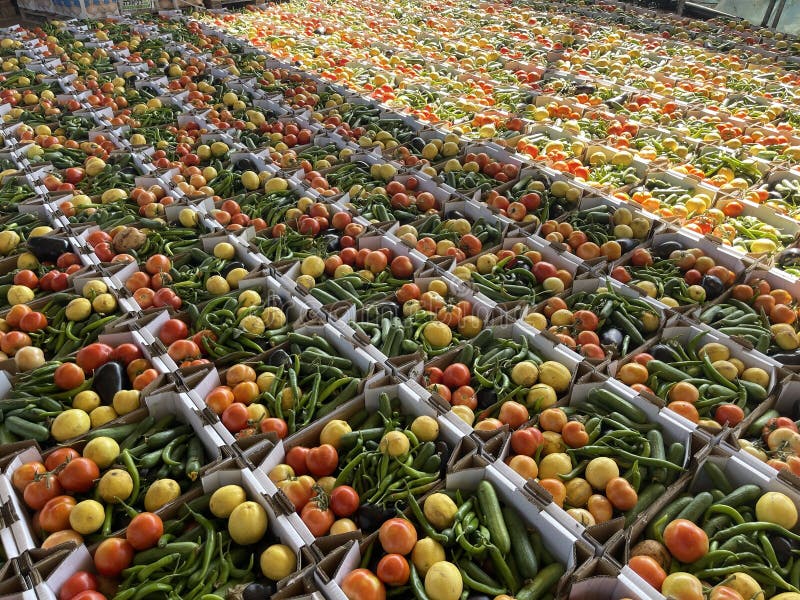 Vegetable Aid Box for Poor Families with Different Types of Vegetables ...