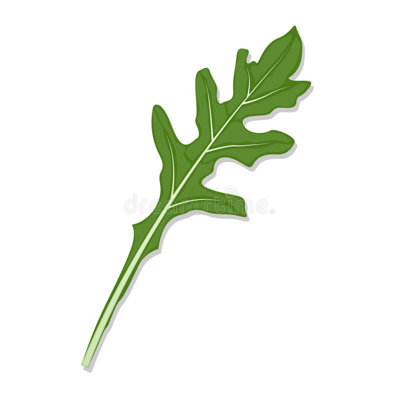 Vegetable Arugula Rocket Leaf Cartoon Illustration Stock Vector ...
