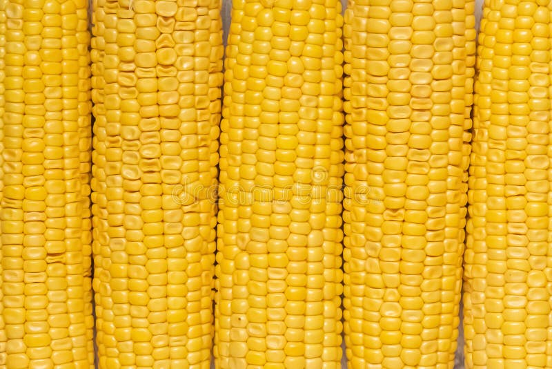 Vegetable Background of Yellow Corn Cobs Closeup Vertical Background ...