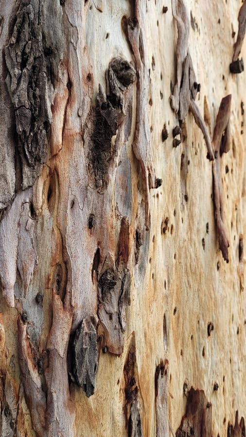 Vegetable bark stock photo. Image of zoom, twig, tree - 274027518