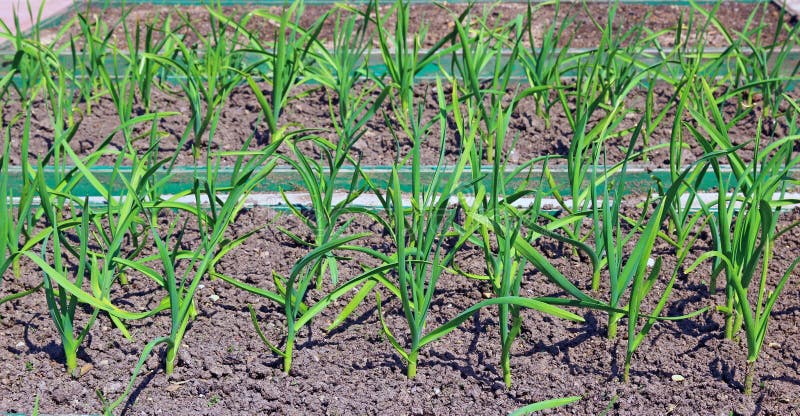 A growing garlic stock image. Image of vegetable, greenhouse - 79222489