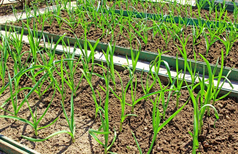 Vegetable Beds for Growing Garlic Stock Photo - Image of nature, greens ...