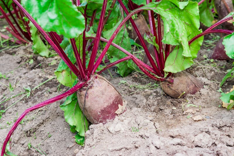 Green beet plant. stock image. Image of crop, food, flora - 120944061