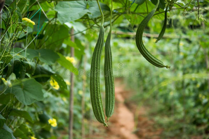 Biennial vegetable crops stock photo. Image of plant - 27771872