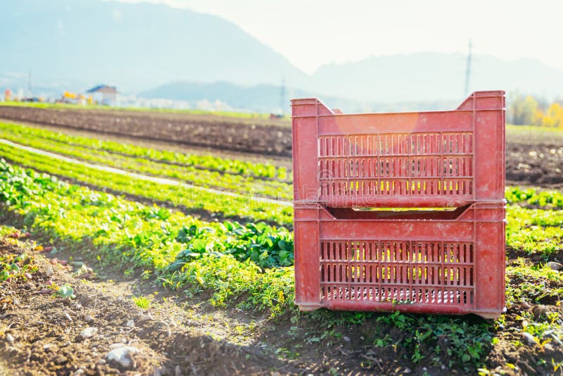 Vegetable Box on Agriculture Field Stock Photo - Image of crop, basket ...