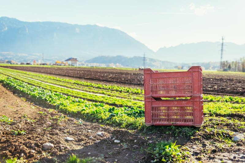Vegetable Box on Agriculture Field Stock Image - Image of industrial ...