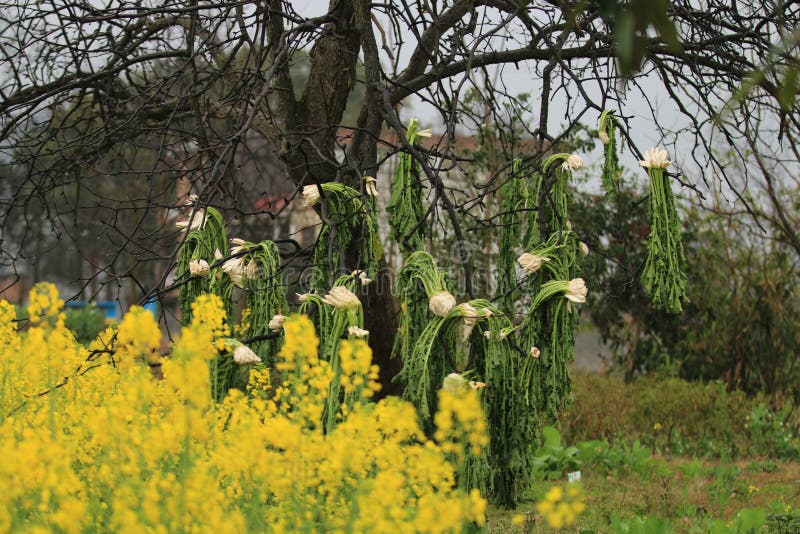 Vegetable on the branches stock image. Image of spring - 248657369