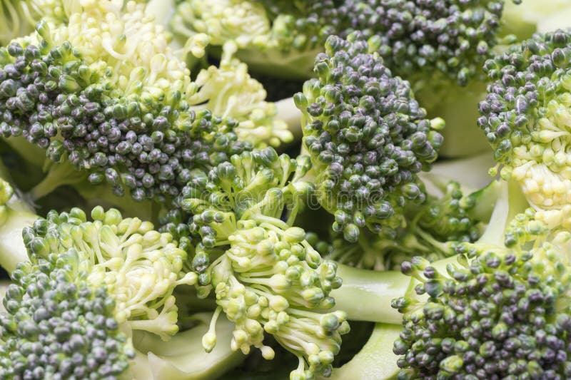 Vegetable. Broccoli slice. stock photo. Image of delicious - 70644730