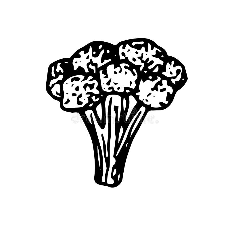Vegetable Broccoli, Vector Illustration, Hand Drawing Sketch Stock ...