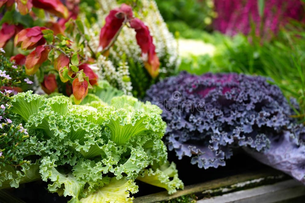 Vegetable Cabbage Curly, Decorative Close Up Stock Image - Image of ...