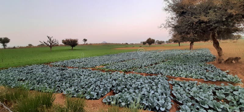 Vegetable Cabbage Tree in the Field.Green Sky Color Stock Image - Image ...