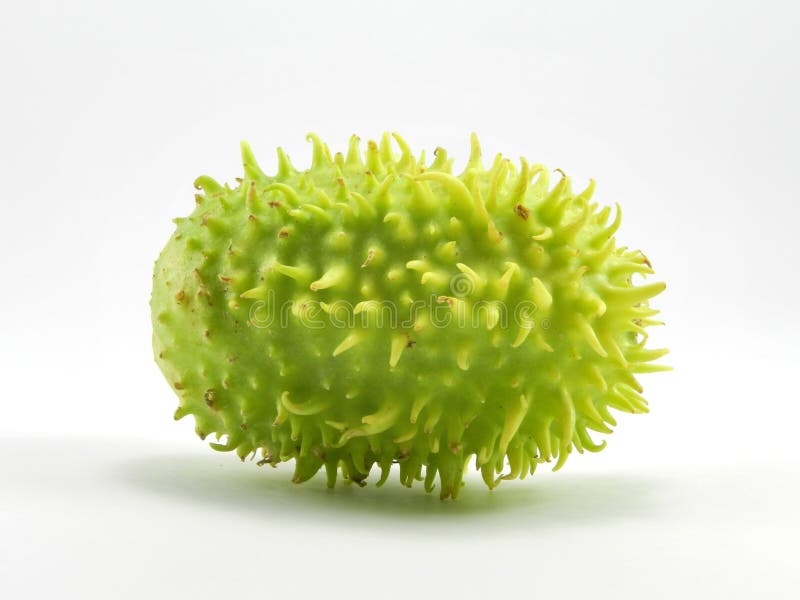 Vegetable called maxixe stock image. Image of nutirional - 60405783