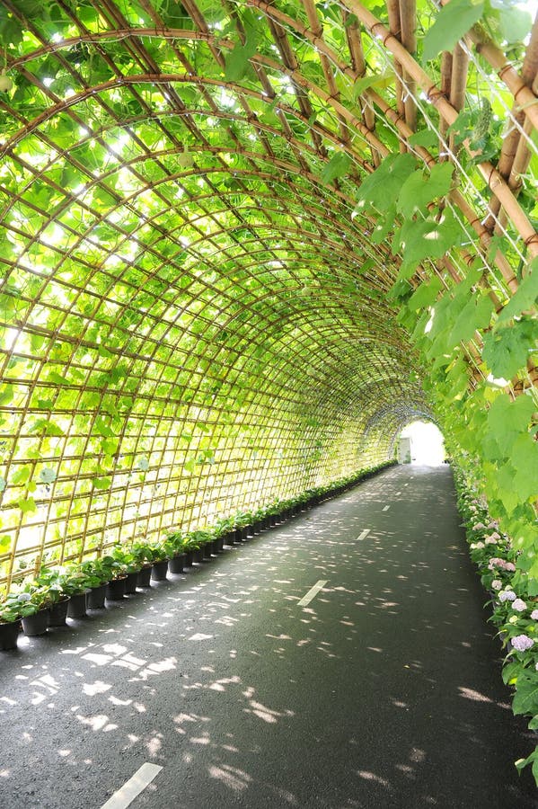 Vegetable cave stock image. Image of beautiful, botany - 30613019