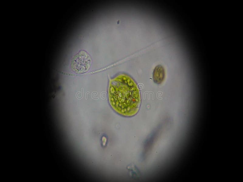 Vegetable Cell at Microscope Stock Footage - Video of view, sample ...