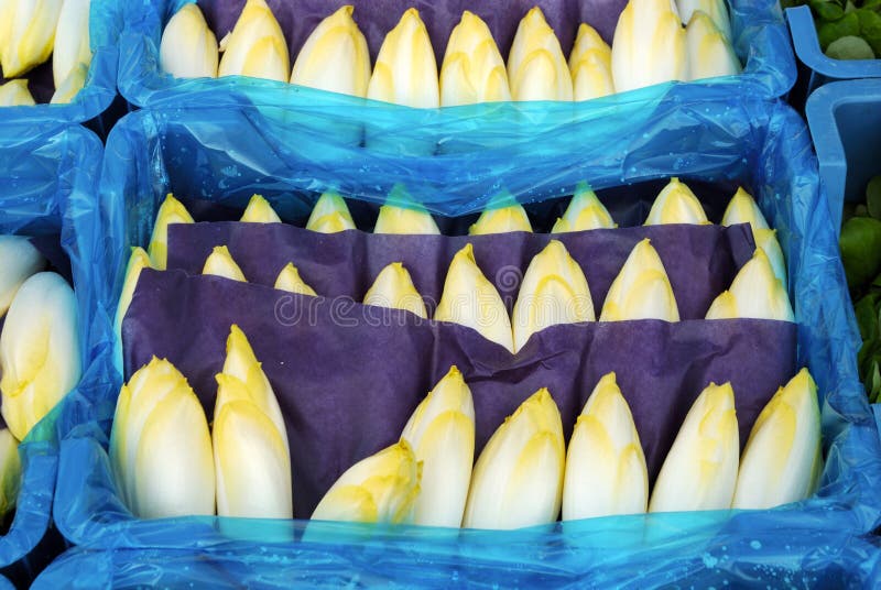 Vegetable, chicory stock photo. Image of vitamin, sale - 9741936