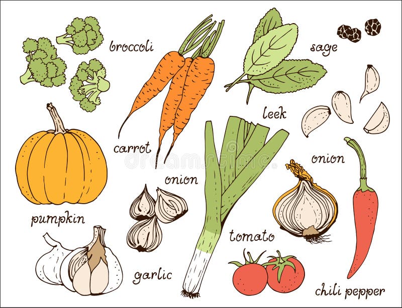 Vegetable color chalk stock vector. Illustration of hand - 87719777