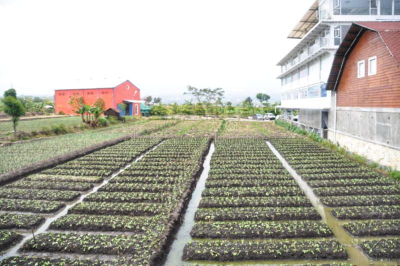 Vegetable crop area stock photo. Image of plant, transport - 202376384