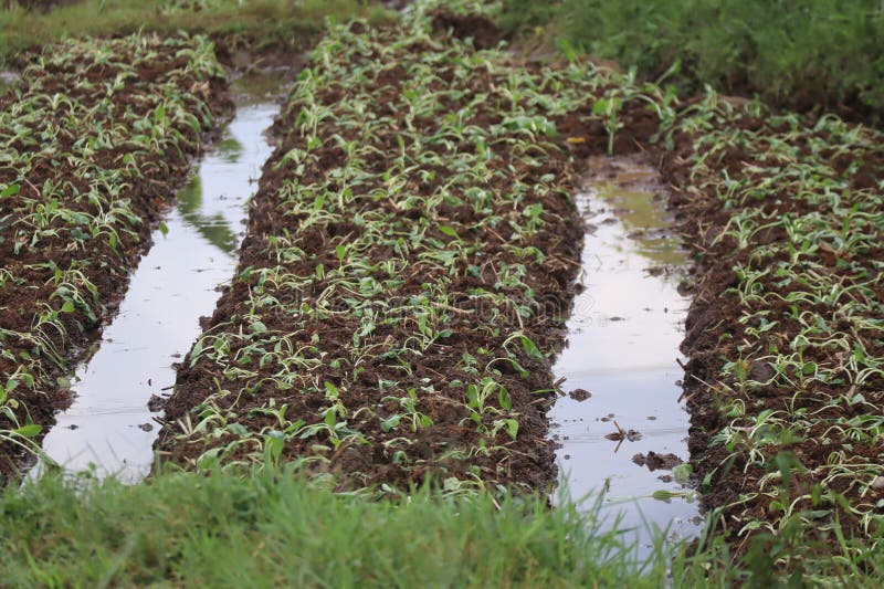 Vegetable crops in a field stock photo. Image of wetland - 314619530
