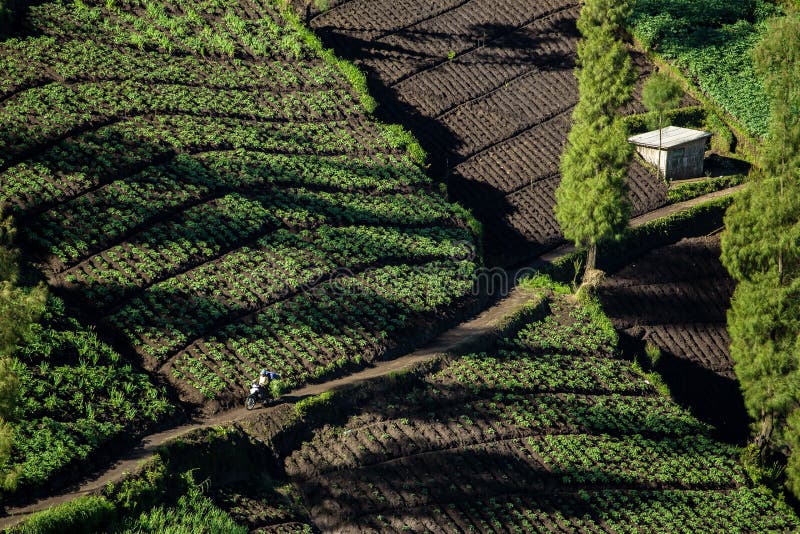 Green hilly spring meadow stock image. Image of grassland - 19531163