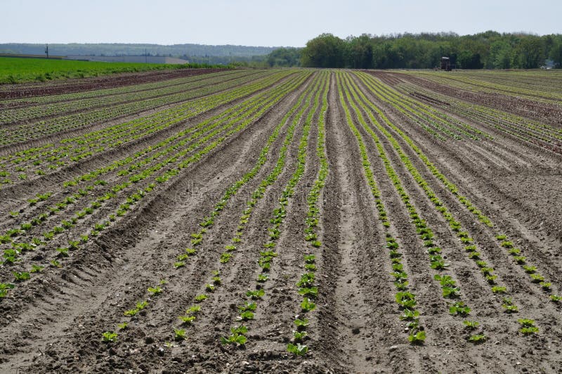 Vegetable Crops in Normandy Stock Image - Image of land, agriculture ...
