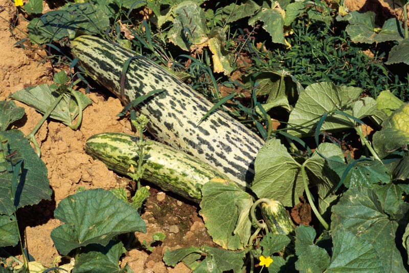 Vegetable, Cucumber, Kerala, India Stock Photo - Image of horizontal ...