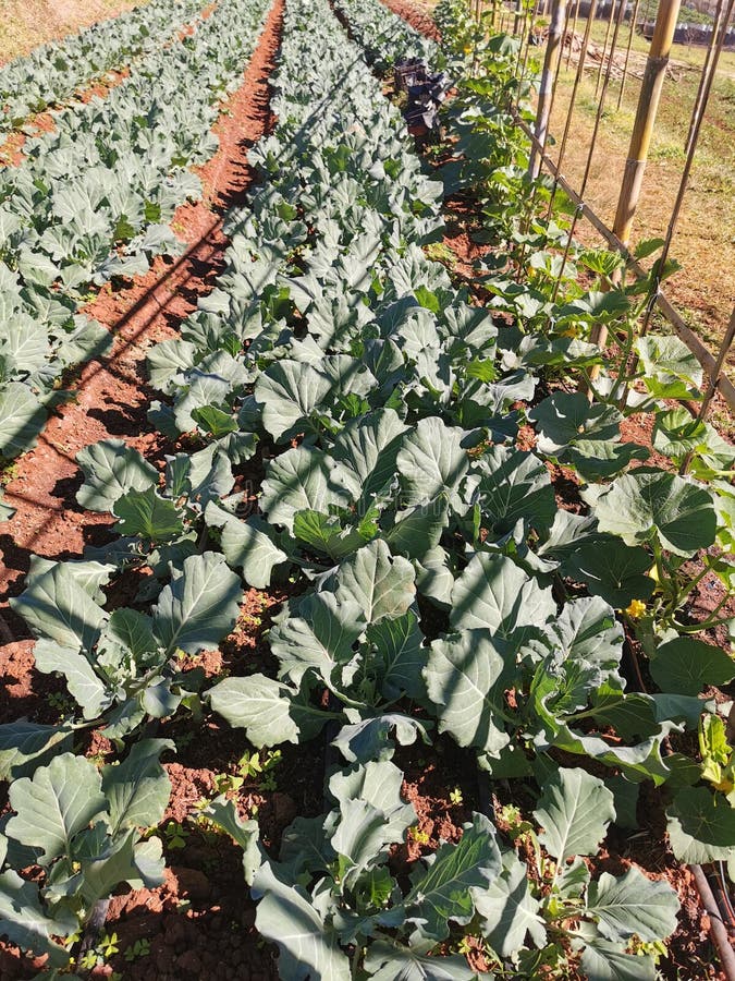 Vegetable Cultivation Practice Under Small Scale Stock Image - Image of ...