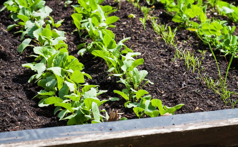 Vegetable cultivation stock image. Image of plants, harvest - 62514585