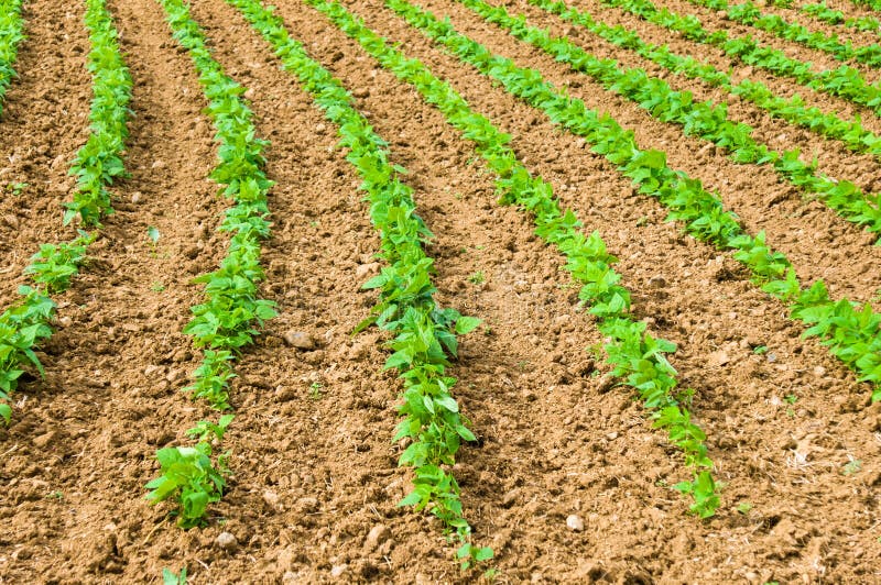 Vegetable Cultivation in a Rural Field Stock Image - Image of growth ...