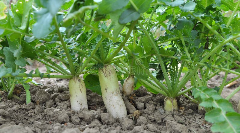 Daikon Radish Grows in Organic Open Ground Stock Image - Image of ...