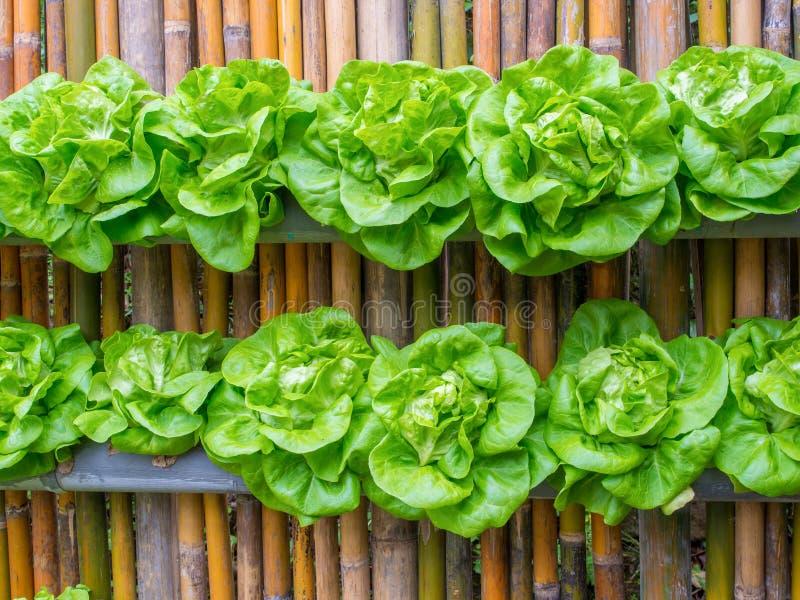 Vegetable in Decorated Wall Vertical Garden Idea Stock Image - Image of ...