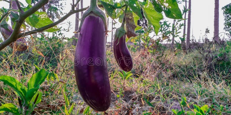 Vegetable Eggplant Terong is Ready for Harvest Stock Image - Image of ...