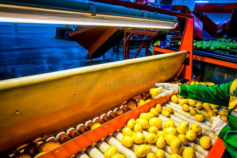 Vegetable Factory - Potato on Assembly Line for Sorting, Processing and ...