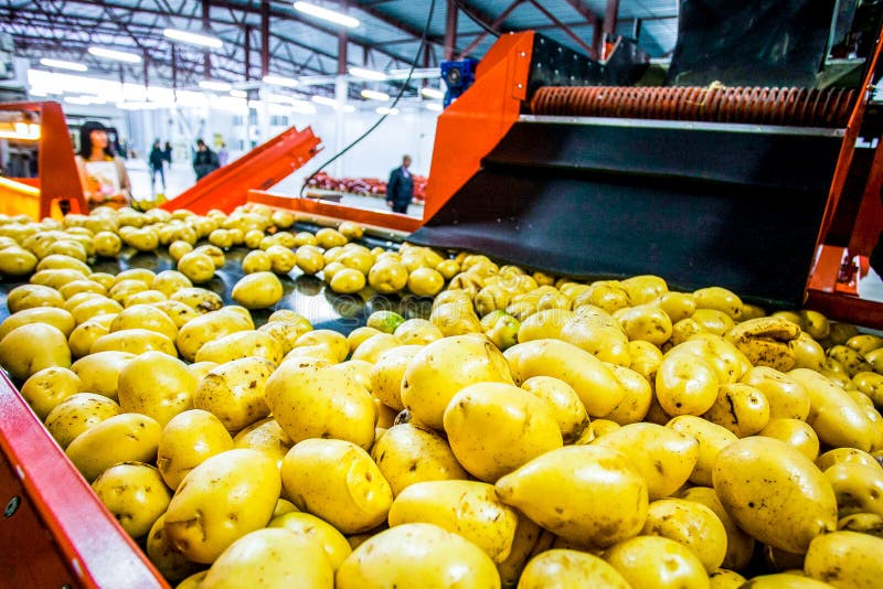 1,126 Potato Processing Plant Stages Stock Photos - Free & Royalty-Free ...