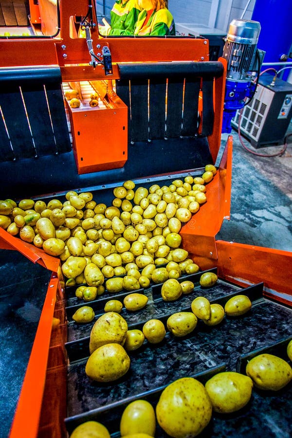 Vegetable Factory - Potato Sorting, Processing and Packing Editorial ...