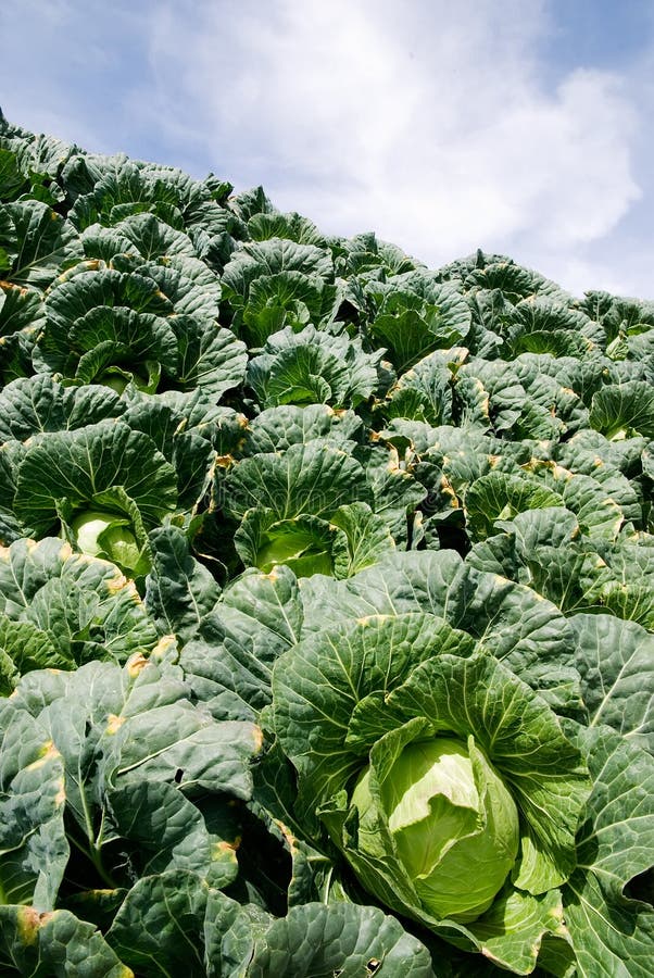 Vegetable farm stock photo. Image of foliage, ingredient - 10620858