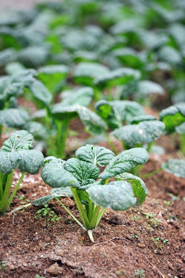 Vegetable farm stock photo. Image of organic, crop, agriculture - 22519880