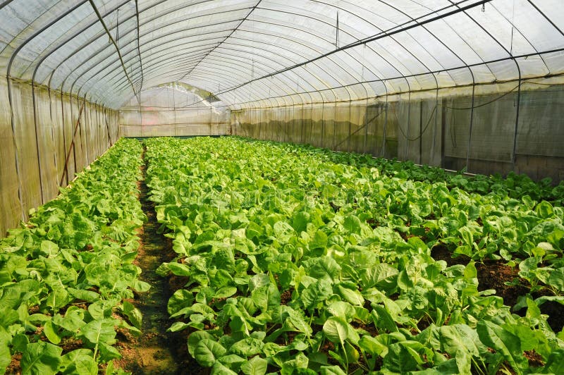 Vegetable Farm stock photo. Image of detail, fertilizer - 18067428