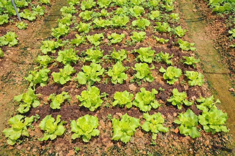 Vegetable Farm stock photo. Image of health, nutrients - 19112892