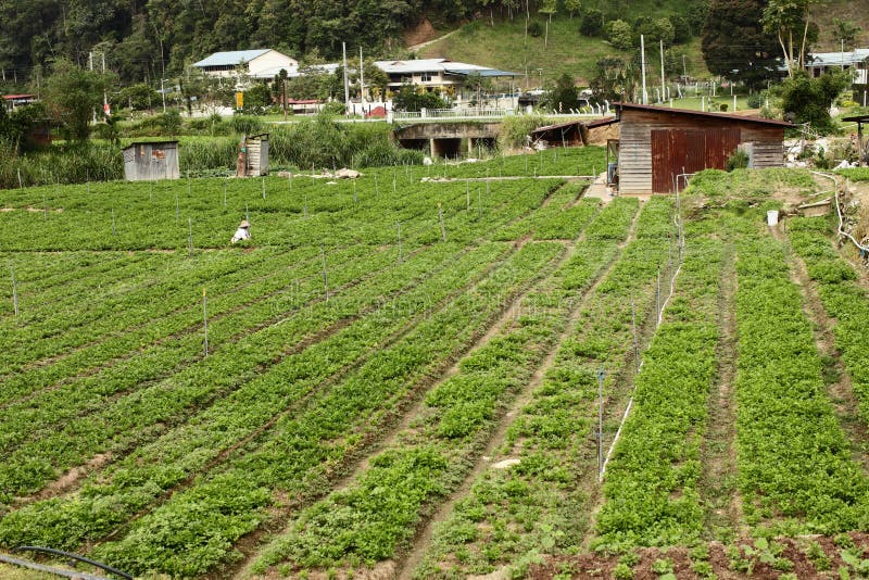 Vegetable farm stock photo. Image of cameron, landscape - 26151860