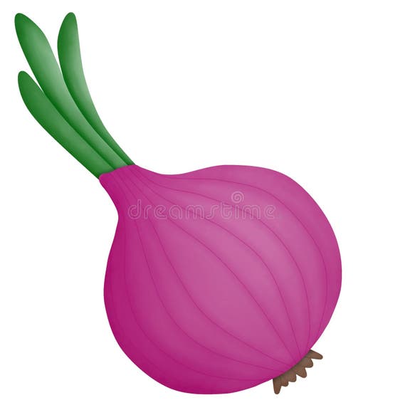 Shallot drawing cartoon stock illustration. Illustration of lifestyle ...