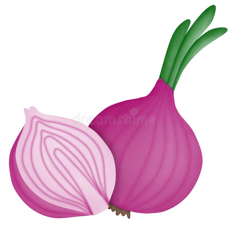 Shallot drawing cartoon stock illustration. Illustration of nature ...