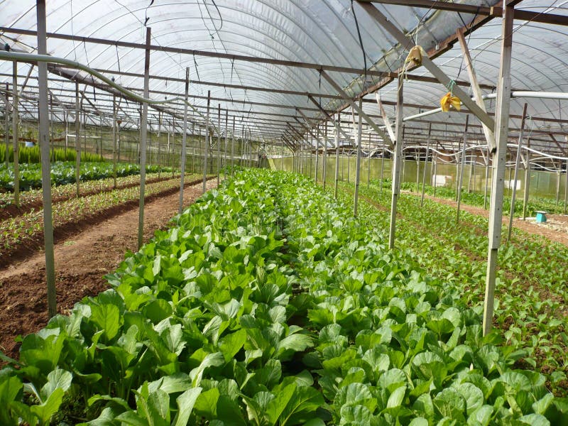 VEGETABLE FARM stock image. Image of plants, cabbages - 4145581