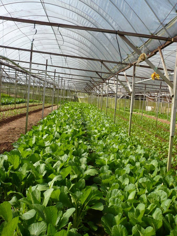 VEGETABLES Farm stock image. Image of fresh, greens, neat - 4145929