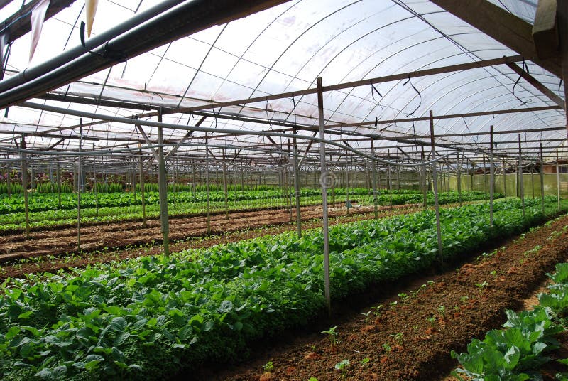 Vegetable farm stock photo. Image of spring, organic, plants - 4653214