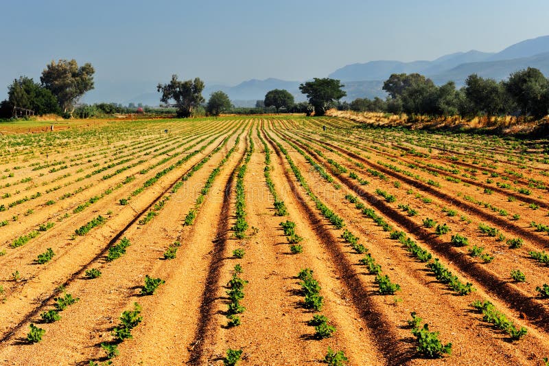 Vegetable farm stock photo. Image of soil, agriculture - 5540010