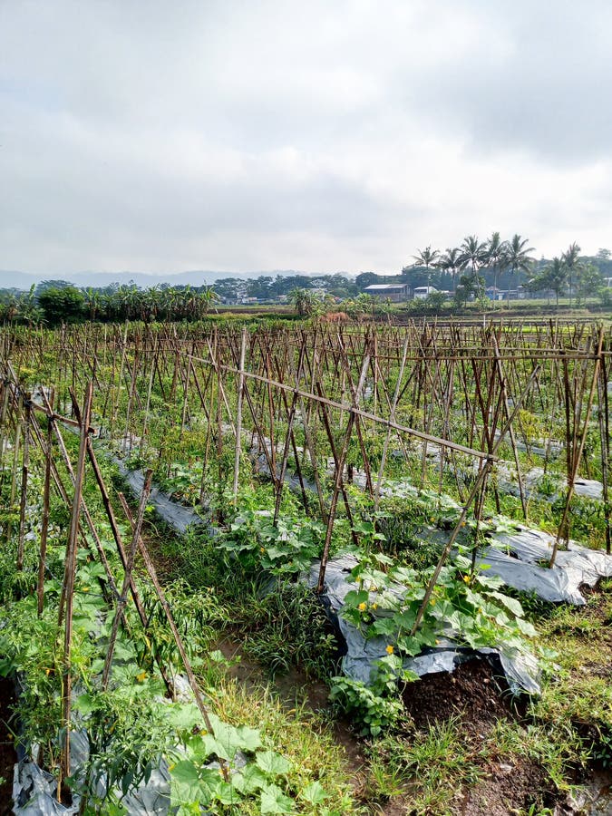 Vegetable Farm with Bamboo Trellises in a Rural, Misty Morning Setting. Stock Image - Image of ...