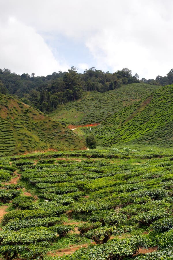 Vegetable Farm at Cameron Highlands, Malaysia Stock Image - Image of ...