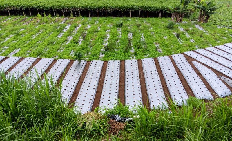 Agricultural Fields on Cold Mountain Slopes Stock Photo - Image of ...