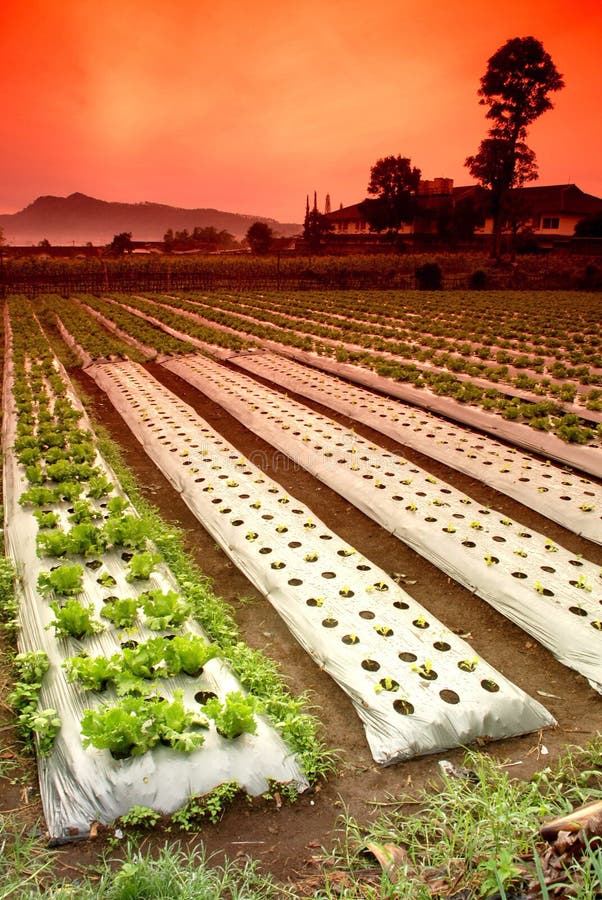 Vegetable Farm Fields stock photo. Image of hills, farm - 3898780