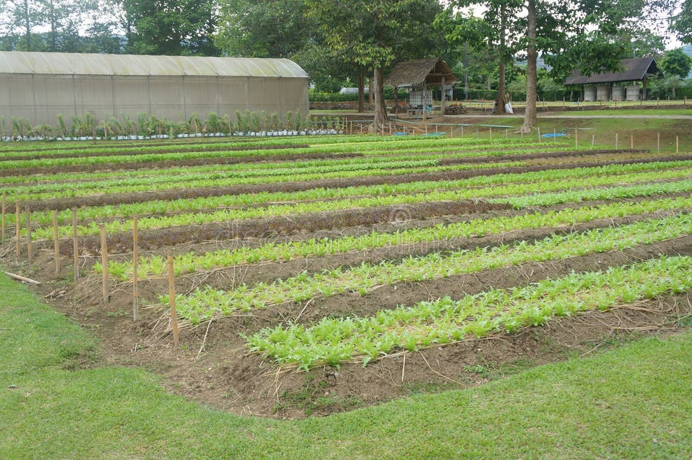 Vegetable Farm with Fresh Crops in Thailand Stock Photo - Image of ...